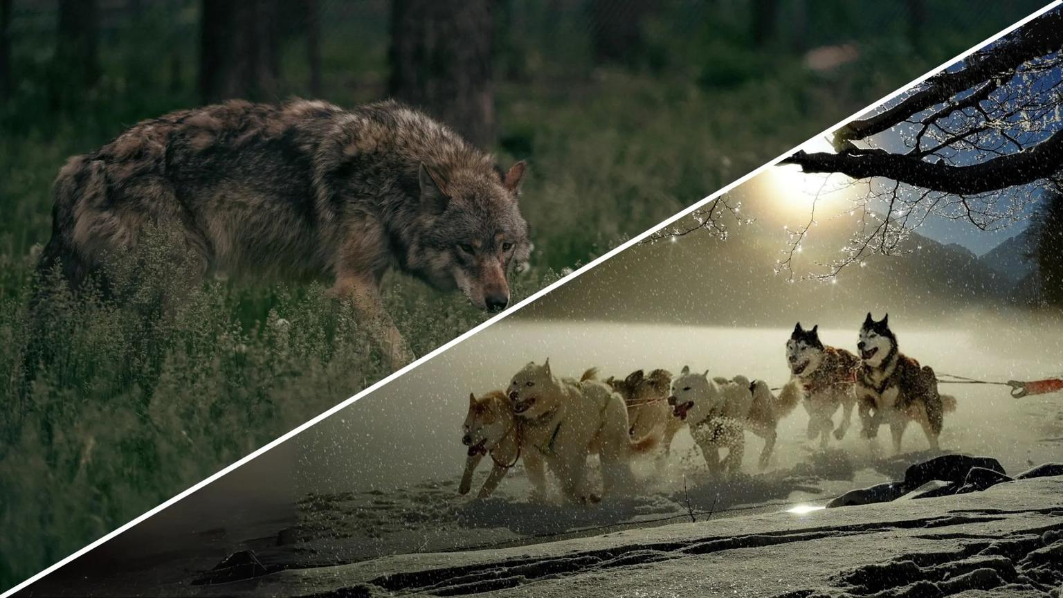 From Lone Wolves to Collaborative Closers: CRM as a Team Sport